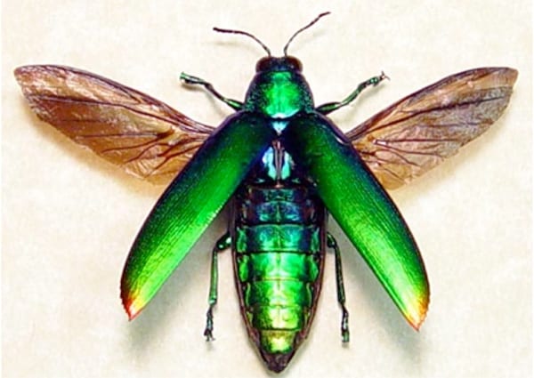 Beetle-Wing Embroidery in the 18th Century – Where Fashion and Fantasy ...